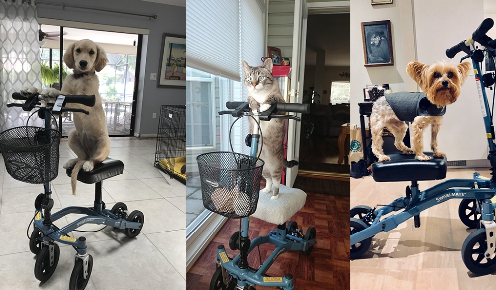 Cute Pets On Knee Walkers